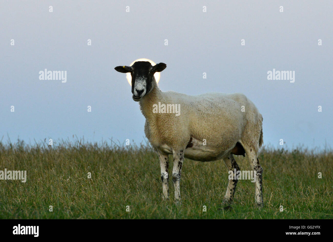 Full bo hi-res stock photography and images - Alamy