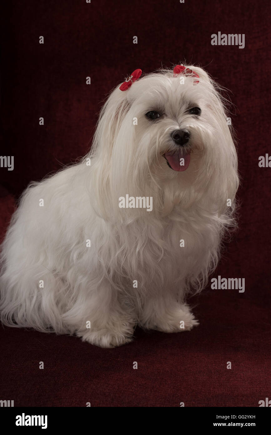 Maltese dog with red bows sitting Stock Photo - Alamy
