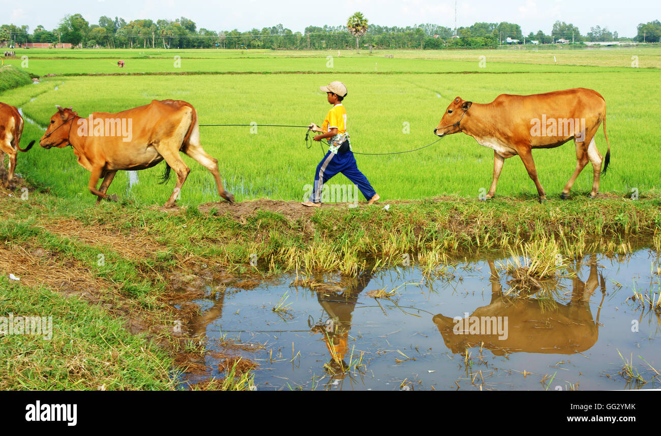 Asian child labor tend cow on rice plantation, ox, boy reflect on water ...