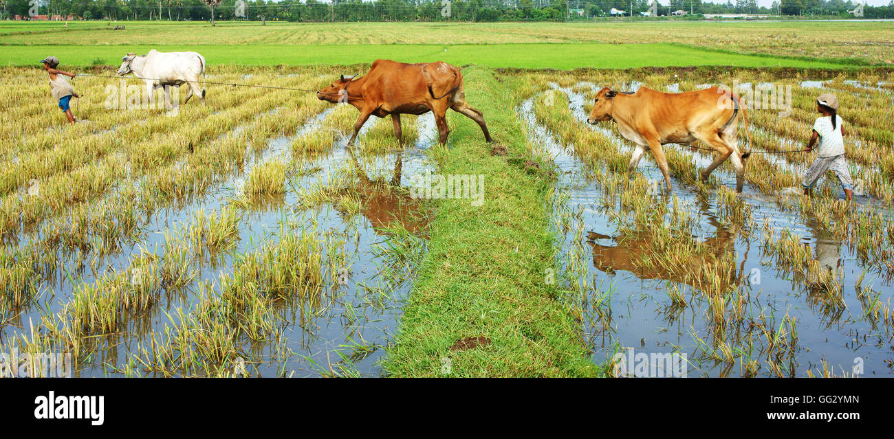 Asian child labor tend cow on rice plantation, ox, boy reflect on water ...