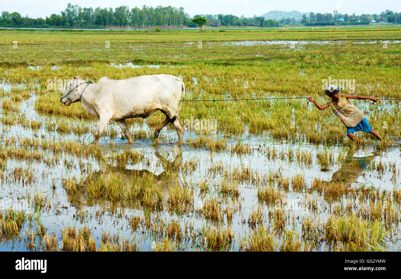 Asian child labor tend cow on rice plantation, ox, boy reflect on water ...