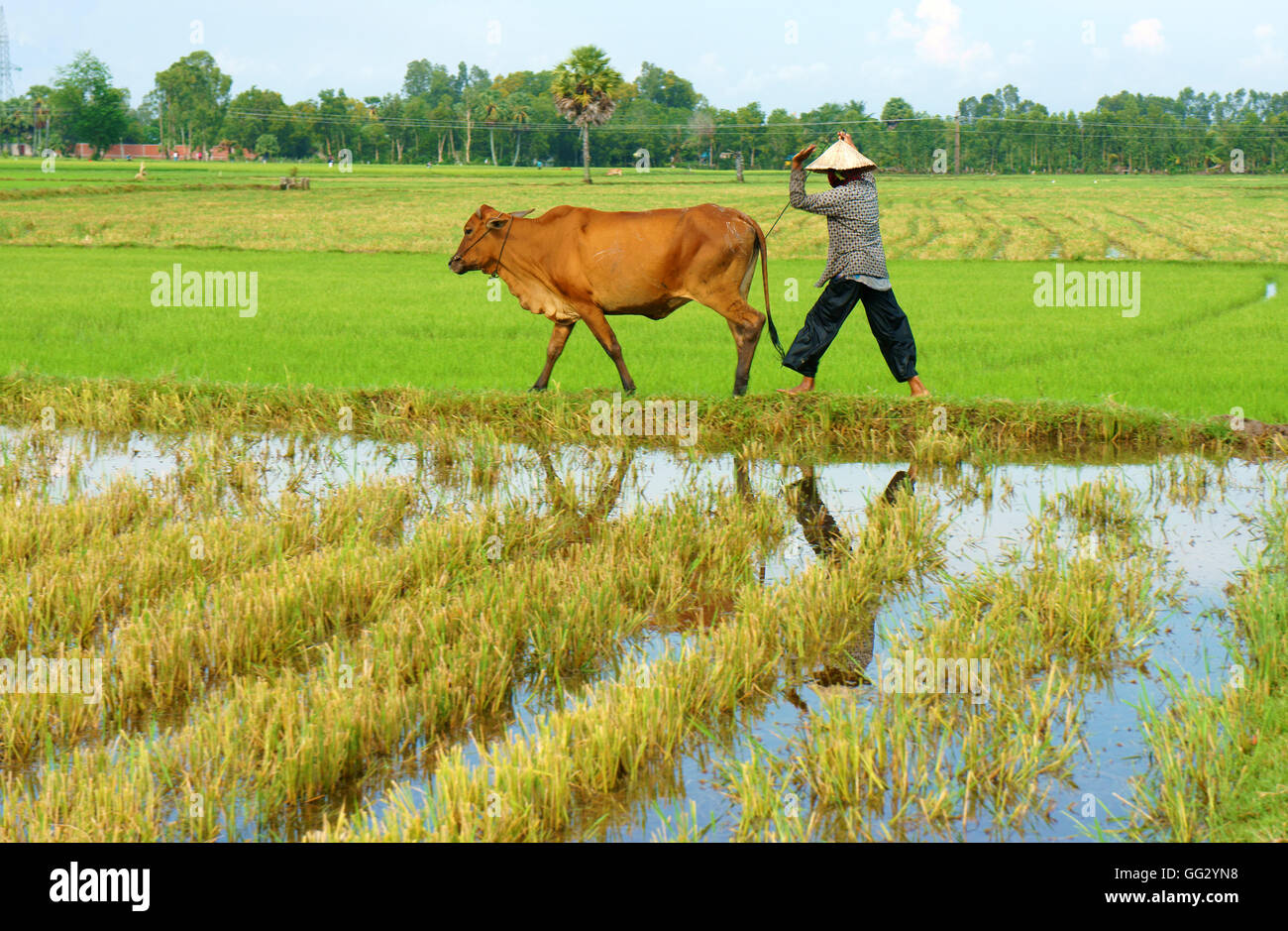 MEKONG DELTA, VIET NAM- SEPT 20: Asian farmer tend cow on rice ...
