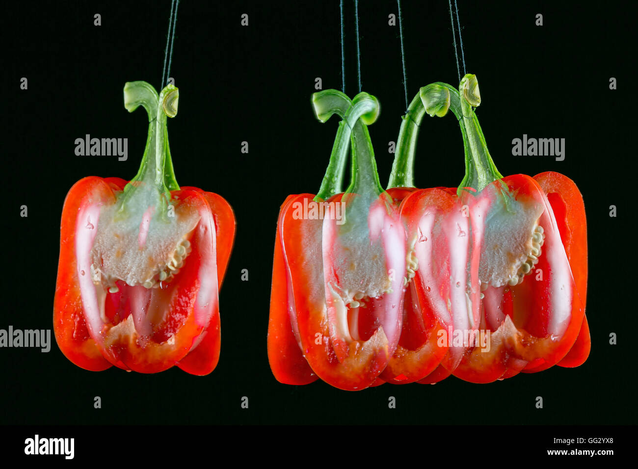 Single red pepper, split and swinging on thread. Multiple exposure ...