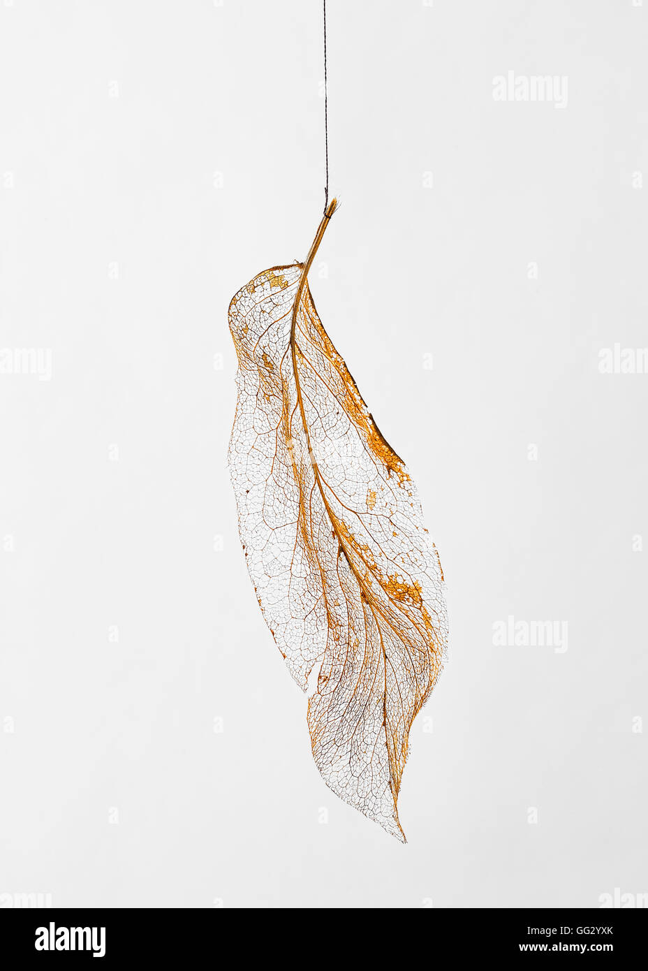 Leaf skeleton hi-res stock photography and images - Alamy