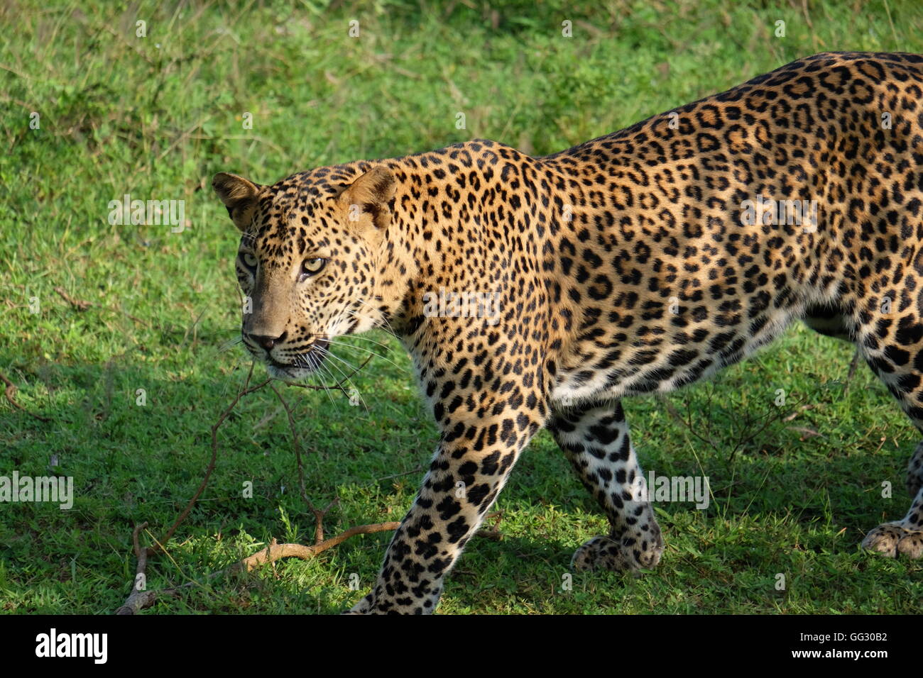 Wild Leopard in National Park Stock Photo - Alamy