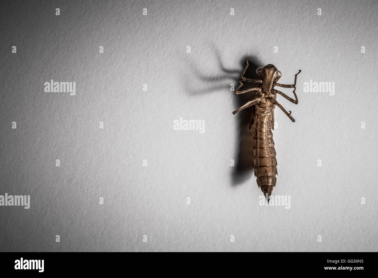 Dragonfly exoskeleton hi-res stock photography and images - Alamy