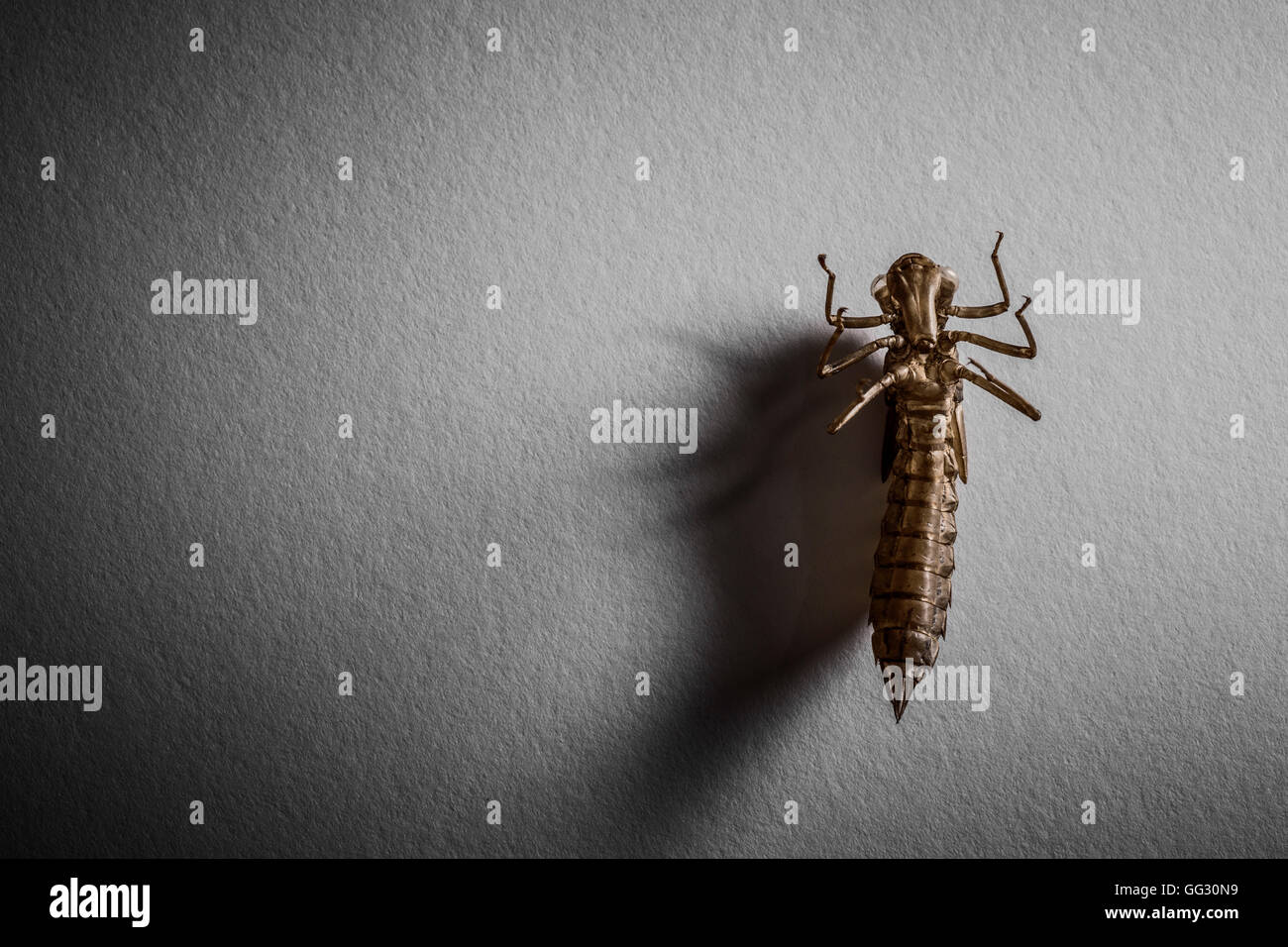 Dragonfly shed exuvia hi-res stock photography and images - Alamy