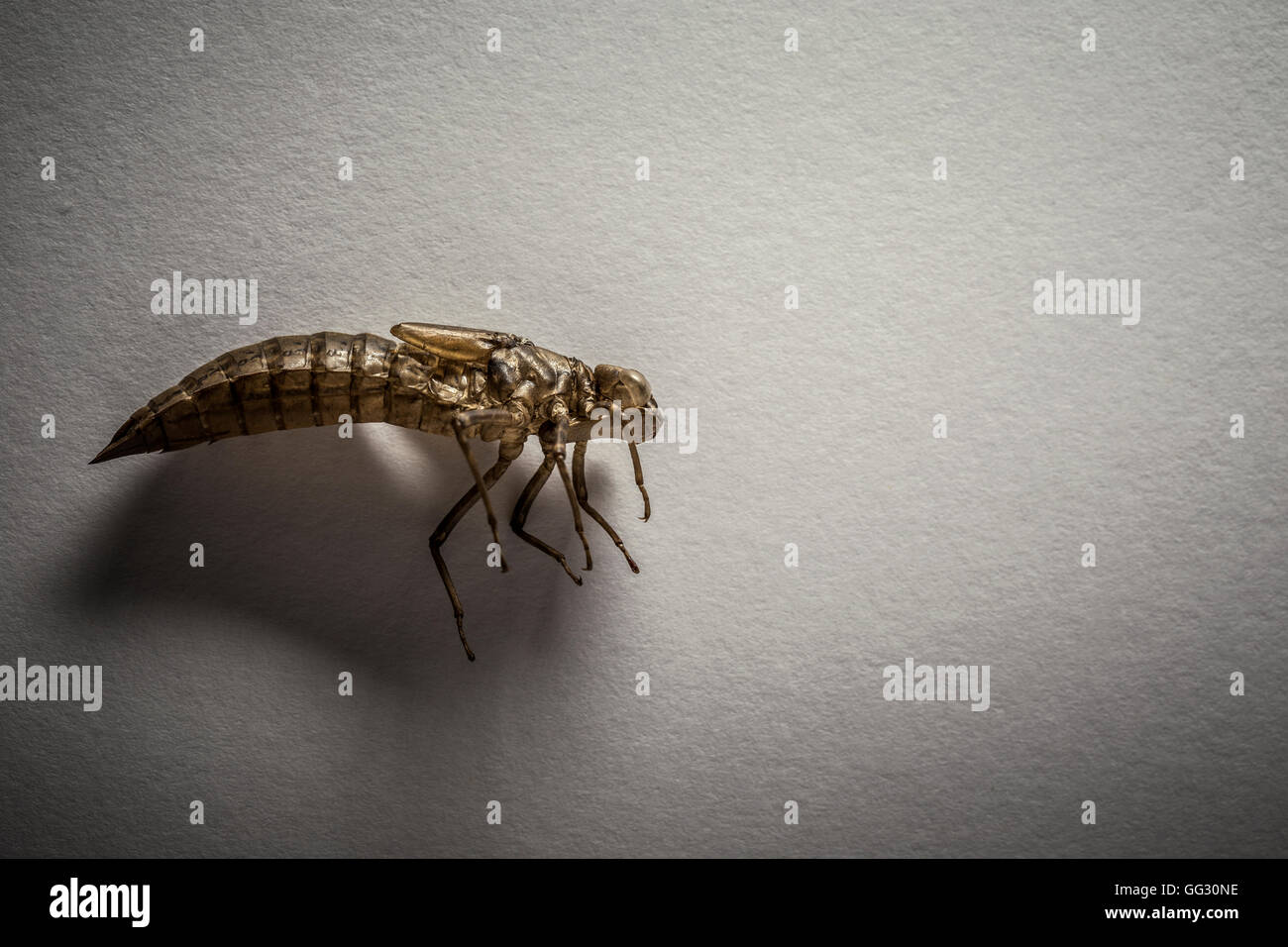 Dragonfly shed exuvia hi-res stock photography and images - Alamy