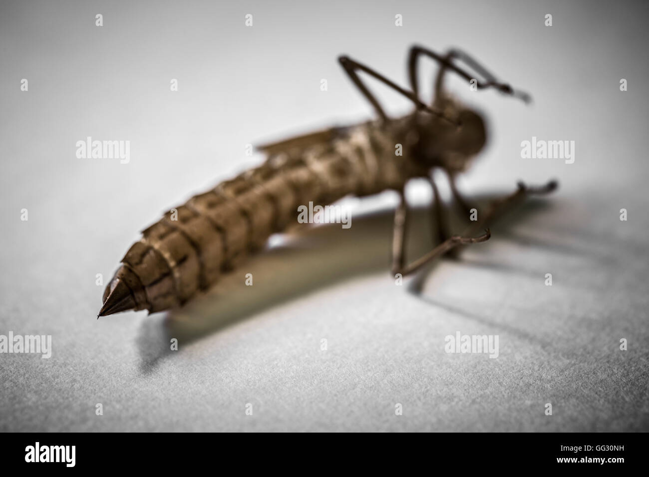 Dragonfly exoskeleton hi-res stock photography and images - Alamy