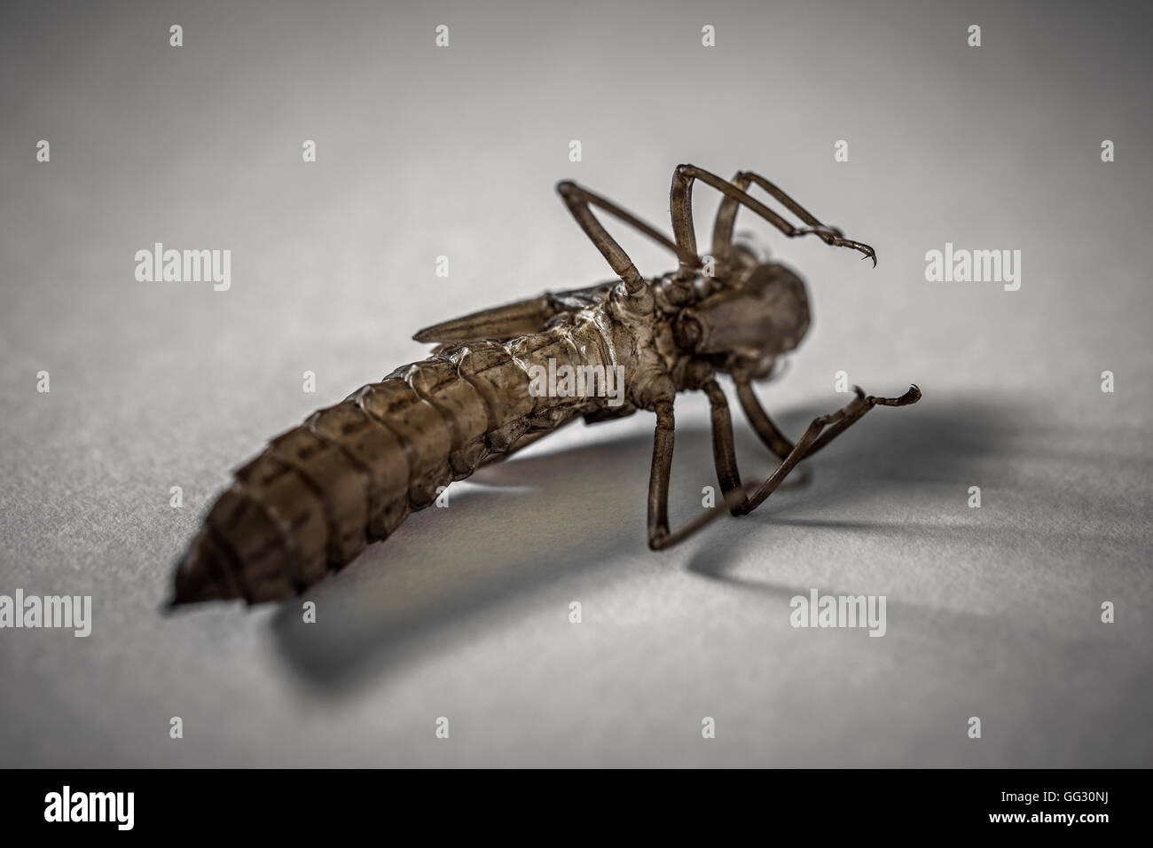 Dragonfly shed exuvia hi-res stock photography and images - Alamy