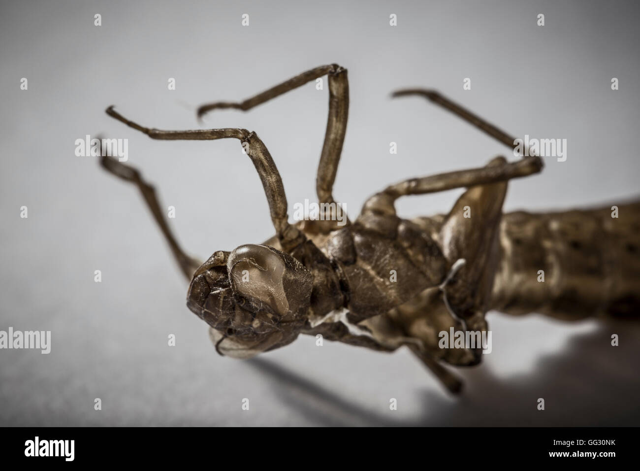 Dragonfly shed exuvia hi-res stock photography and images - Alamy