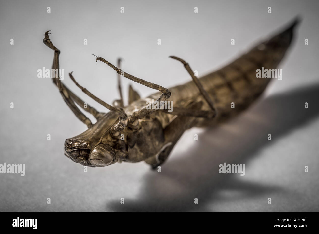 Dragonfly shed exuvia hi-res stock photography and images - Alamy