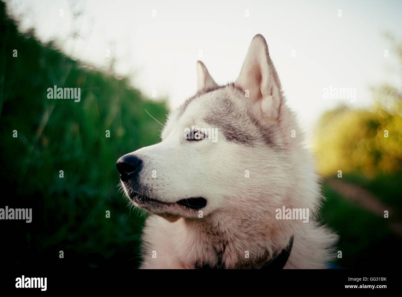 Husky dog looks into the distance on a background of green fields ...