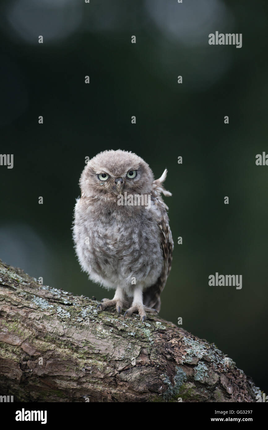 Little owl cleaning hi-res stock photography and images - Alamy