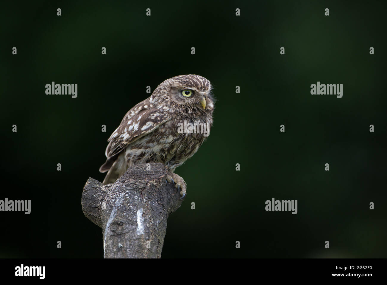 Daylight hunting little owl hi-res stock photography and images - Alamy