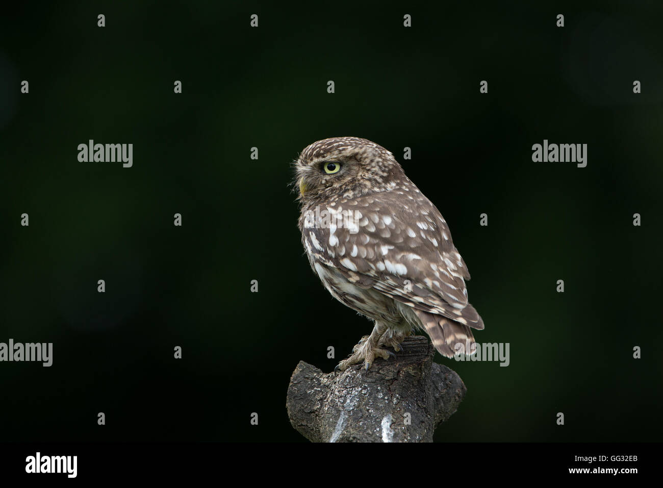 Daylight hunting little owl hi-res stock photography and images - Alamy