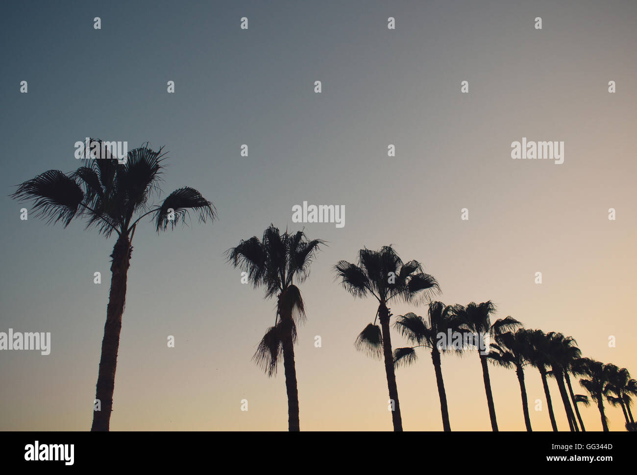 Row of coconut tree hi-res stock photography and images - Alamy