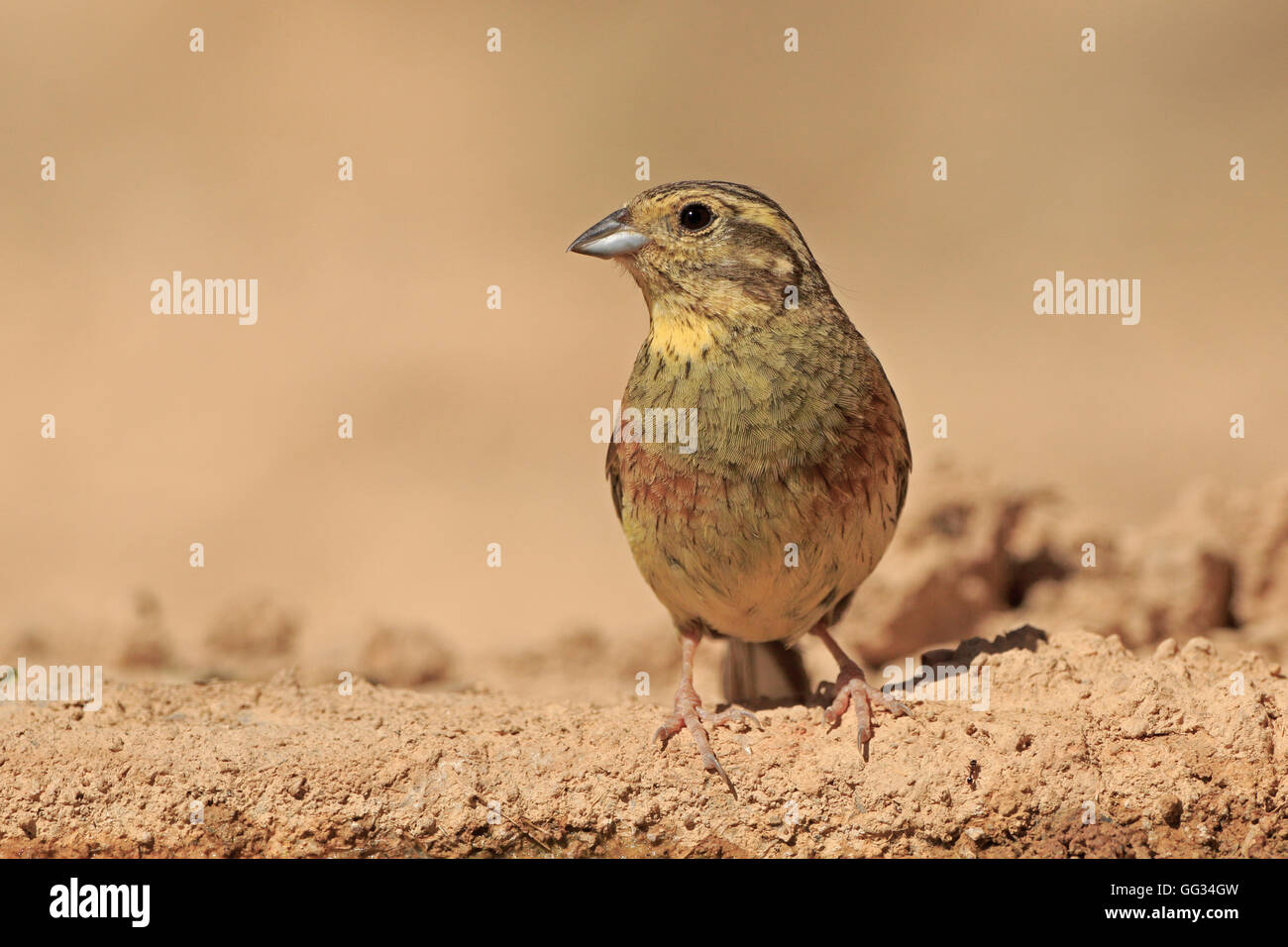 Cirius hi-res stock photography and images - Alamy