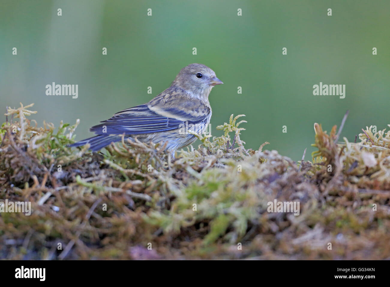 Citril Finch at a drinking pool in Spain Stock Photo - Alamy