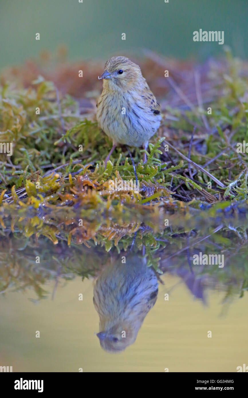 Citril Finch High Resolution Stock Photography and Images - Alamy