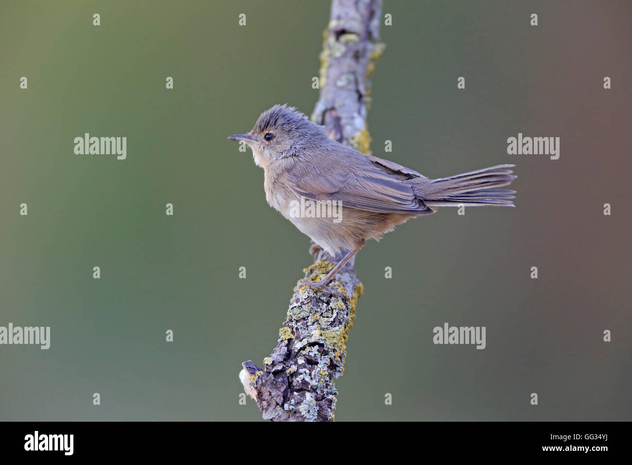 Juvenile Sardinian Warbler in Spain Stock Photo - Alamy