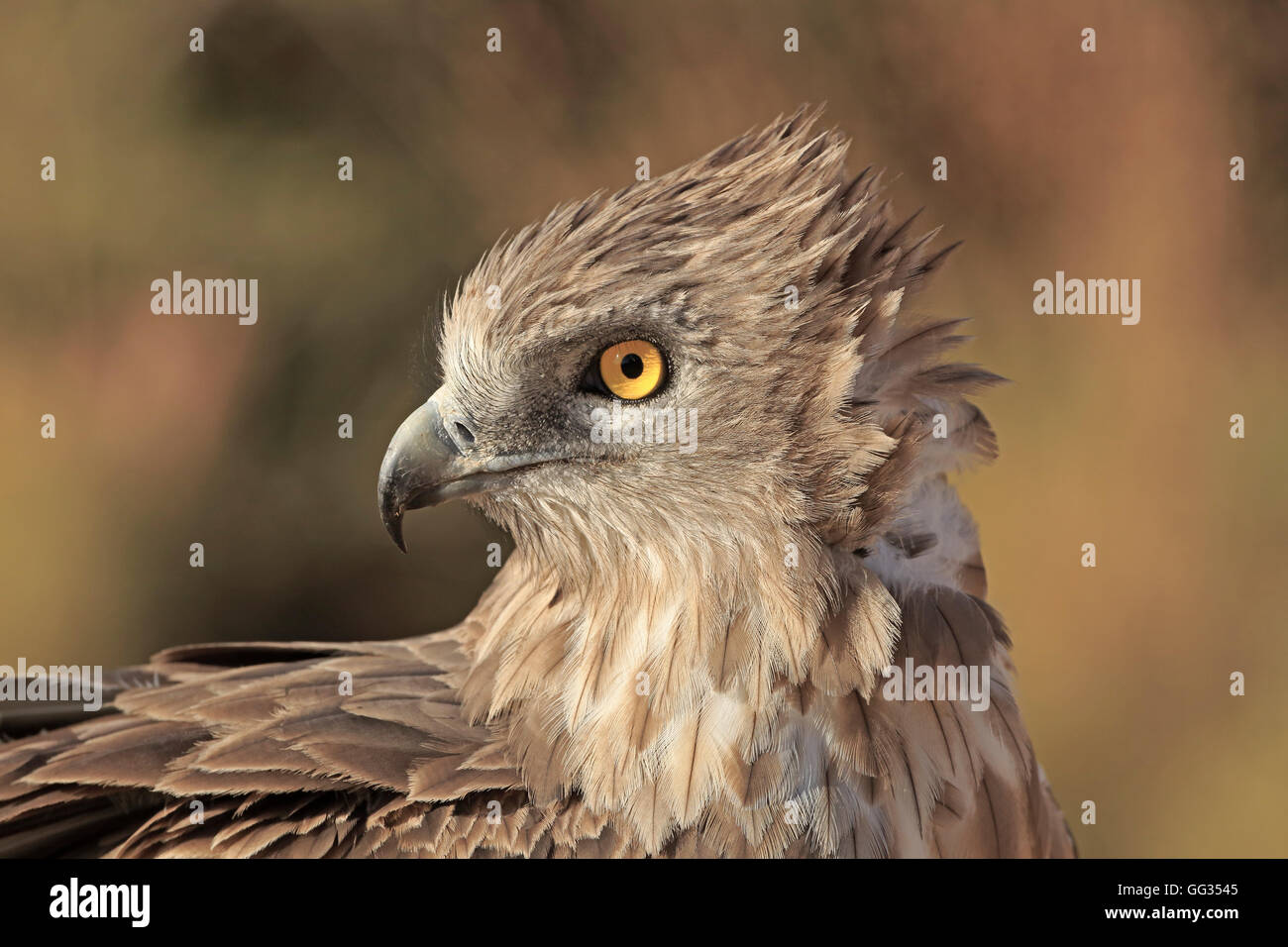 Head shot of a Short Toed Eagle taken at a drinking pool in Spain Stock ...