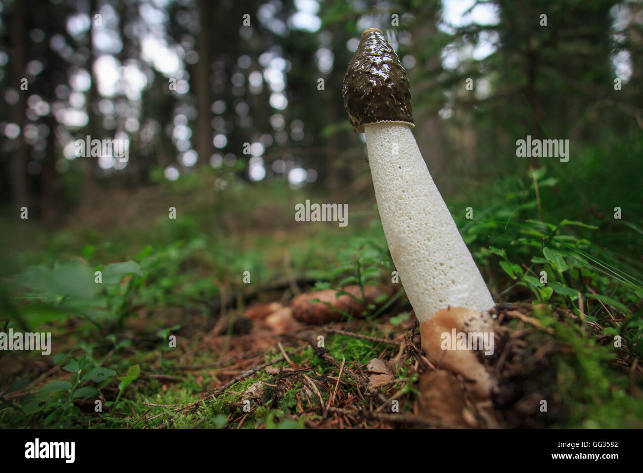 Hundsrute, Mutinus caninus Dog Stinkhorn Germany Stock Photo - Alamy