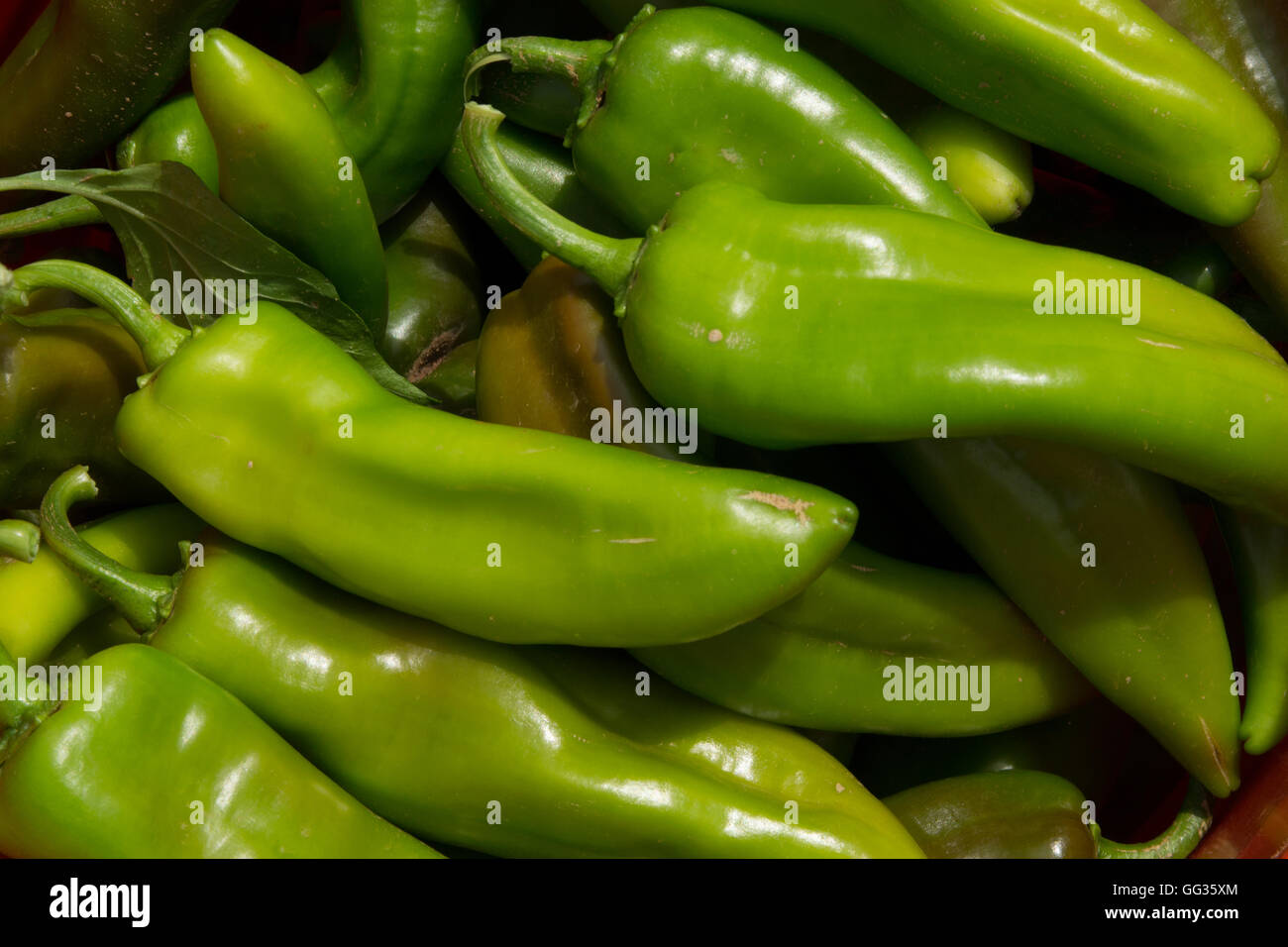 Freshly picked green chile Stock Photo - Alamy