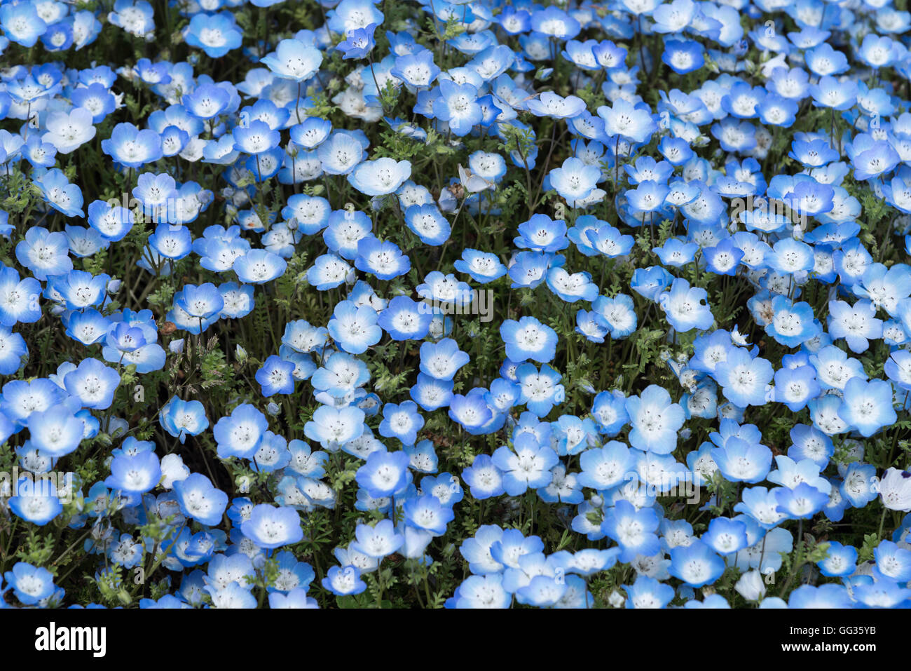 Baby blue eyes flower hi-res stock photography and images - Alamy