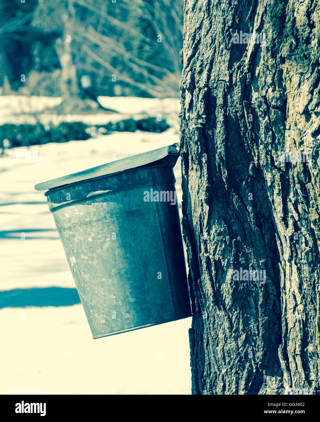 Covered vintage maple sap bucket hung on tree with background of spring ...