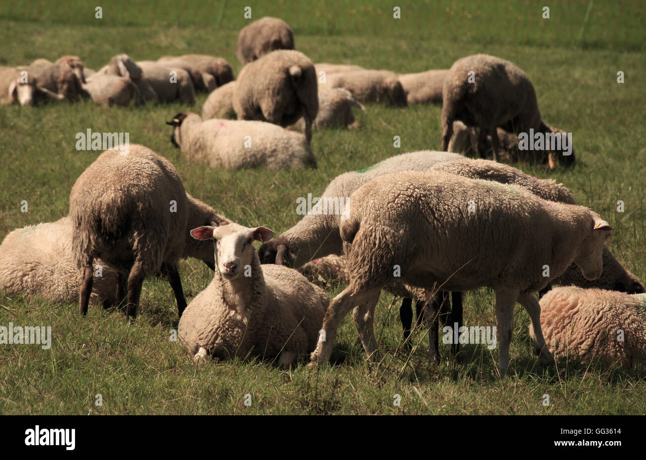 sheep within a mob on green grass Stock Photo - Alamy