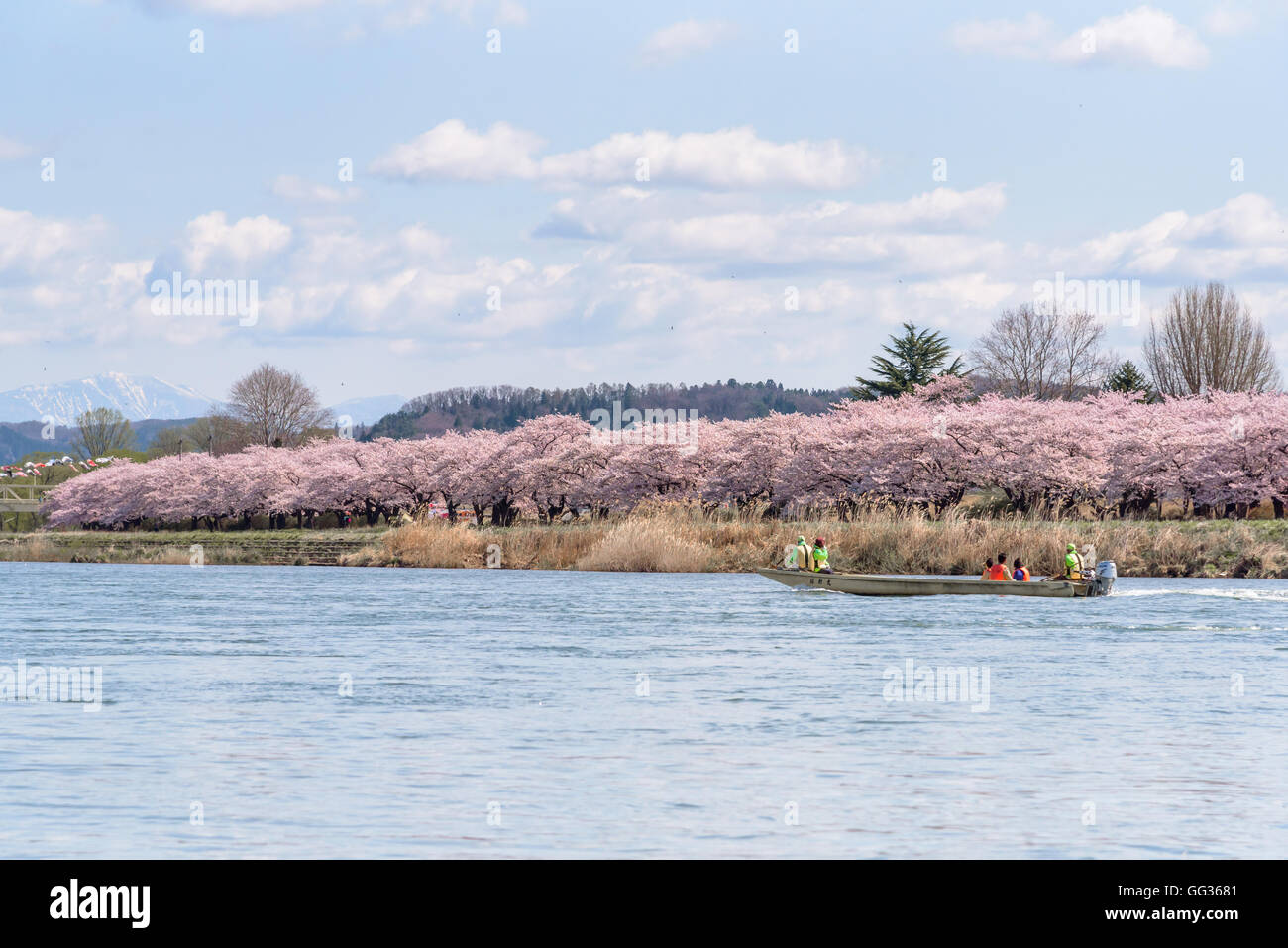 Tourist boat and Kitakami riverside Cherry blossoms in Kitakami , Japan ...