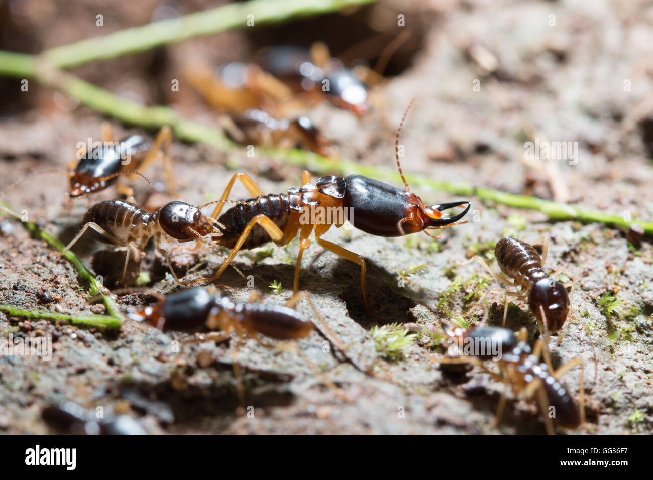Termite burrows hi-res stock photography and images - Alamy