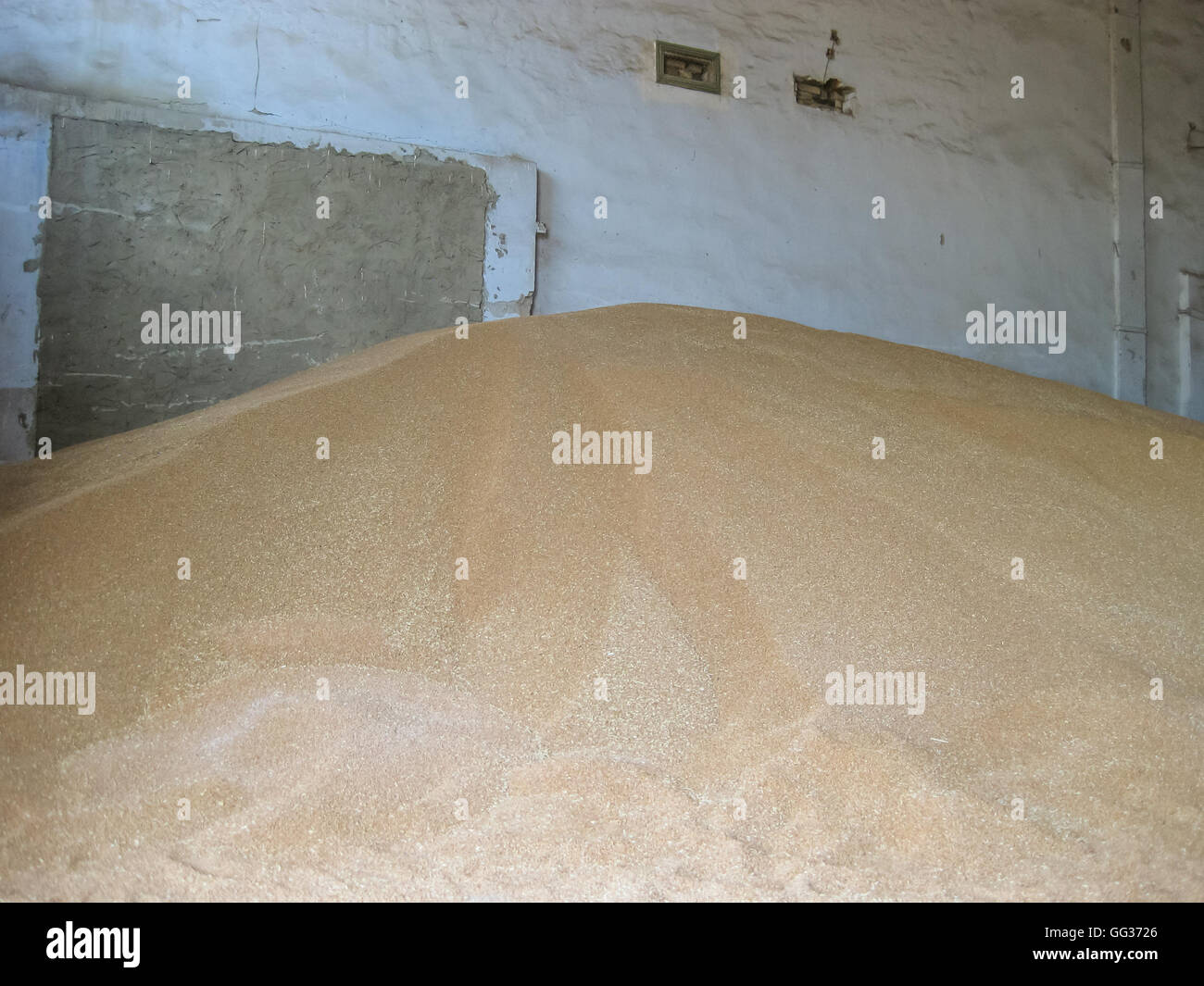 Heap of grains of barley and wheat in stock. Storage of grain crop ...