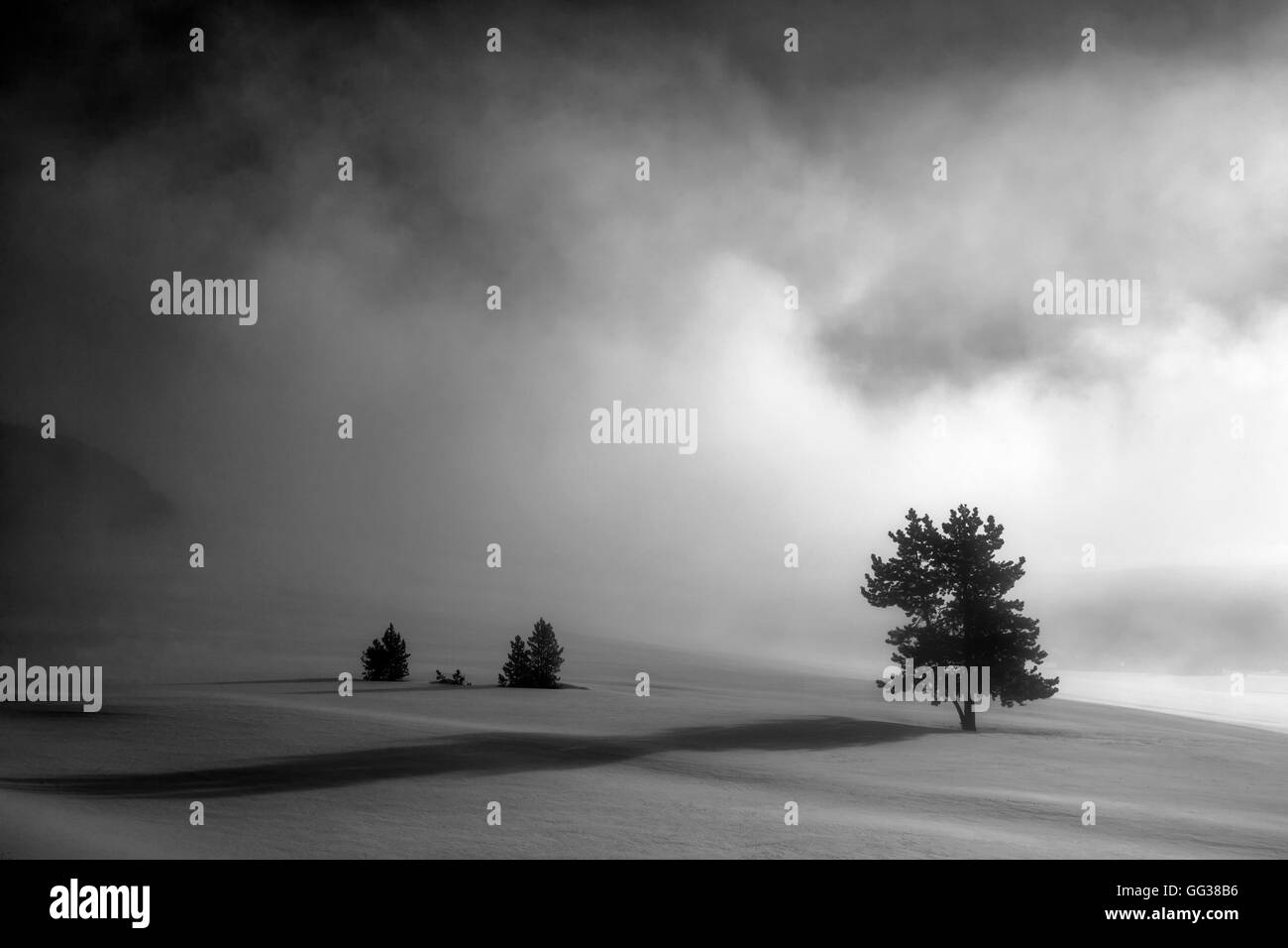 Cold misty morning tree Black and White Stock Photos & Images - Alamy