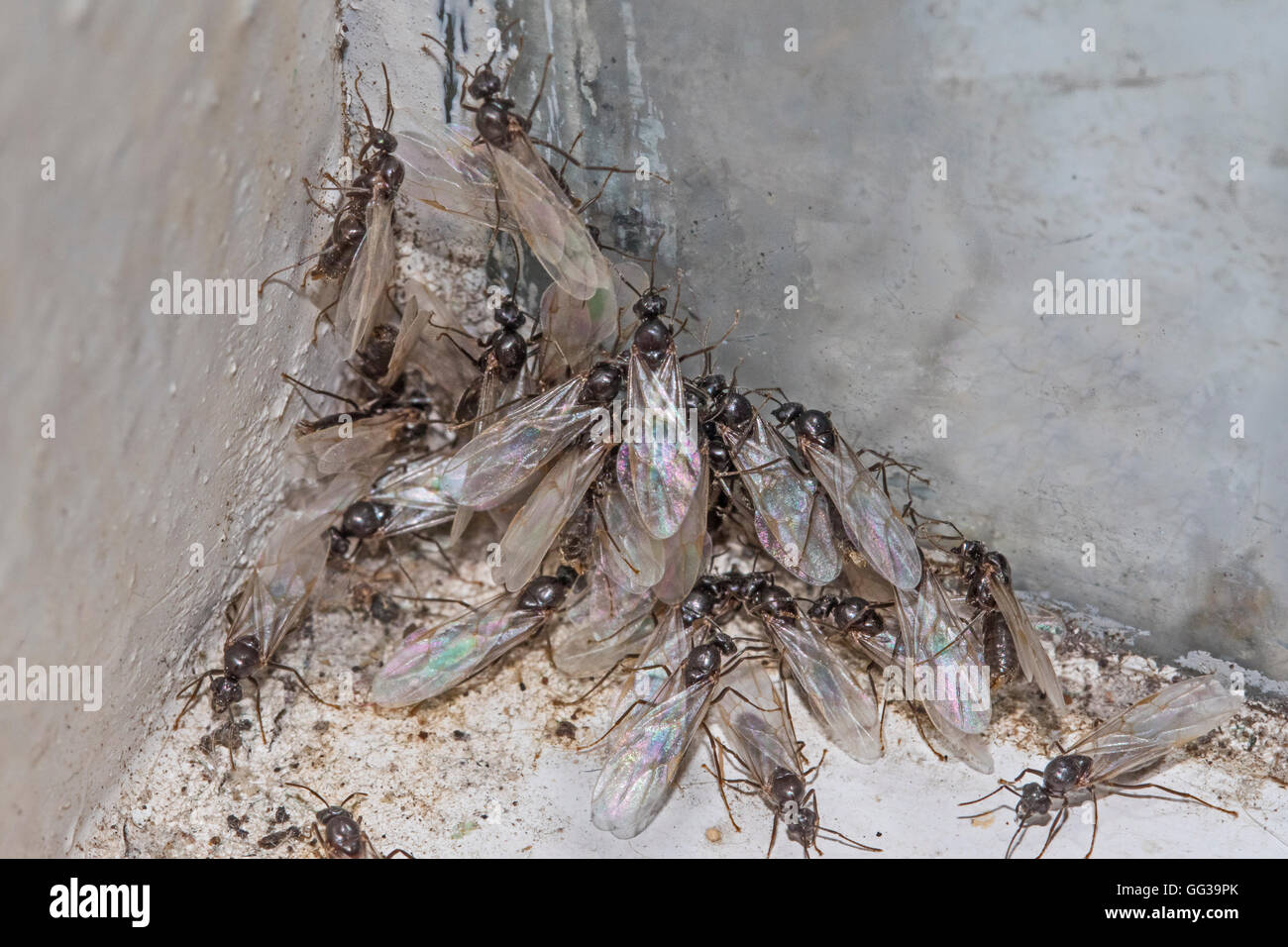Flying ants hi-res stock photography and images - Alamy