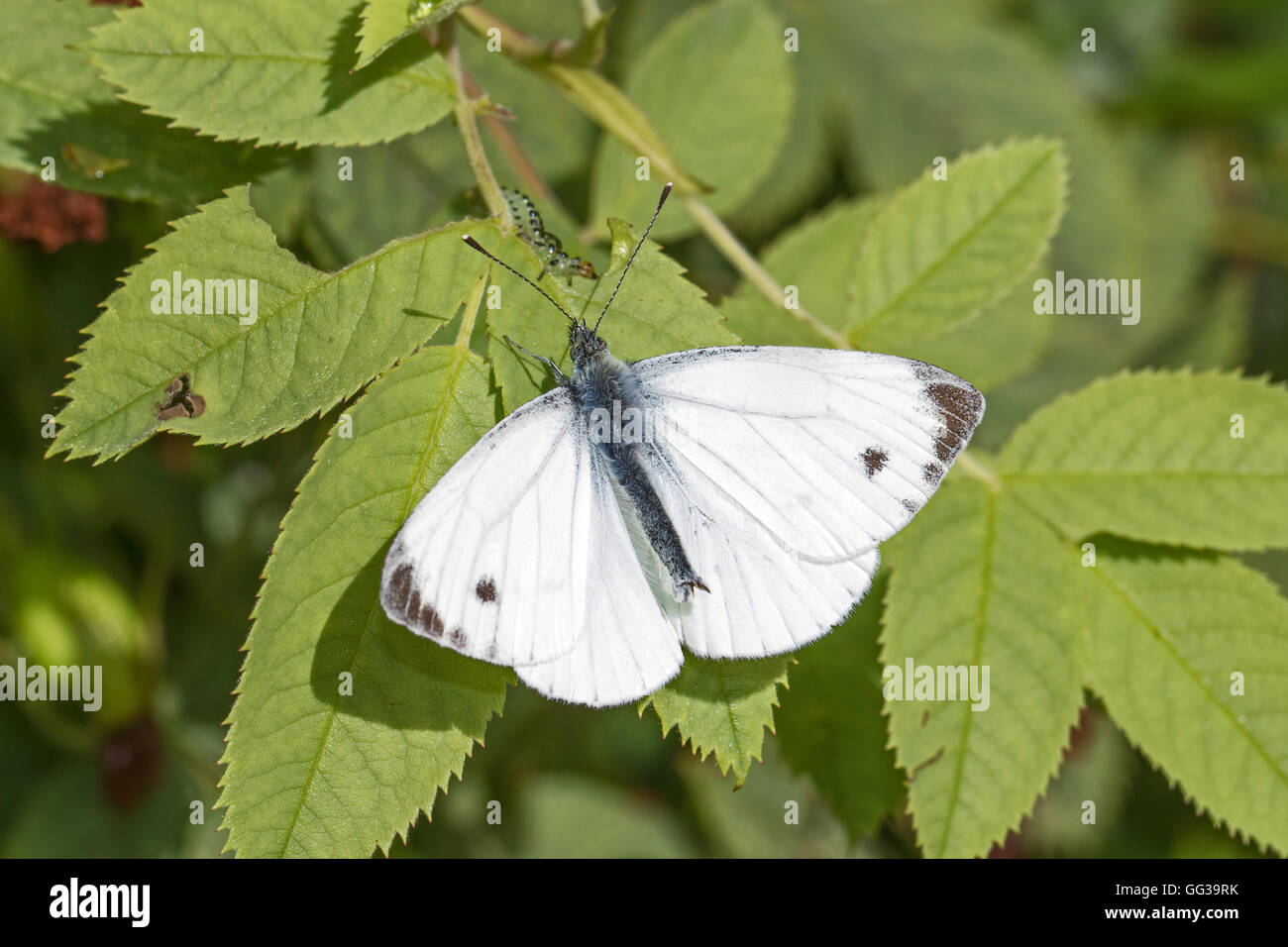Male Small White (Pieris rapae Stock Photo - Alamy