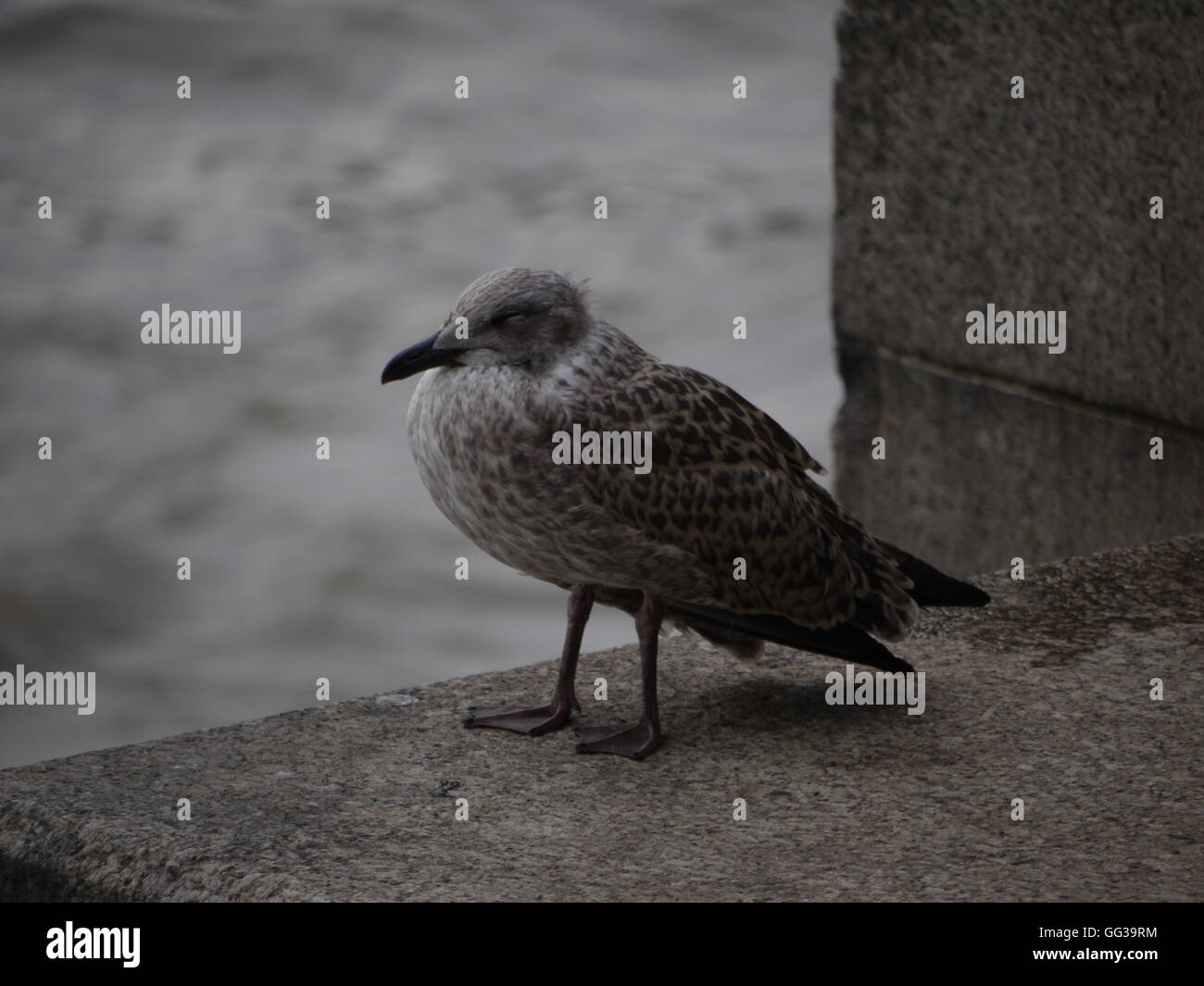 Thames stairs hi-res stock photography and images - Alamy