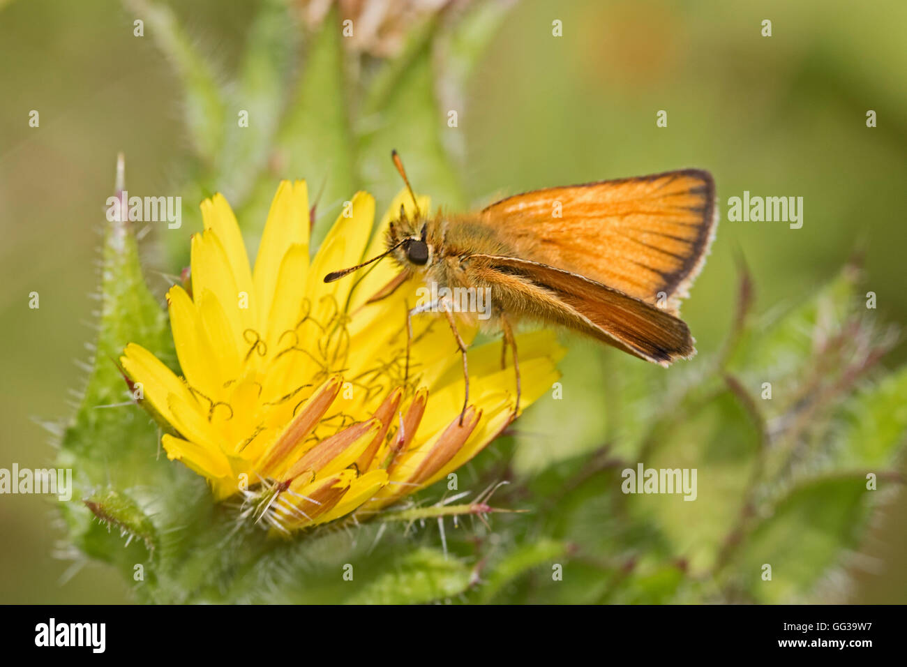 Female Small Skipper feeding on hawk's-beard Stock Photo - Alamy