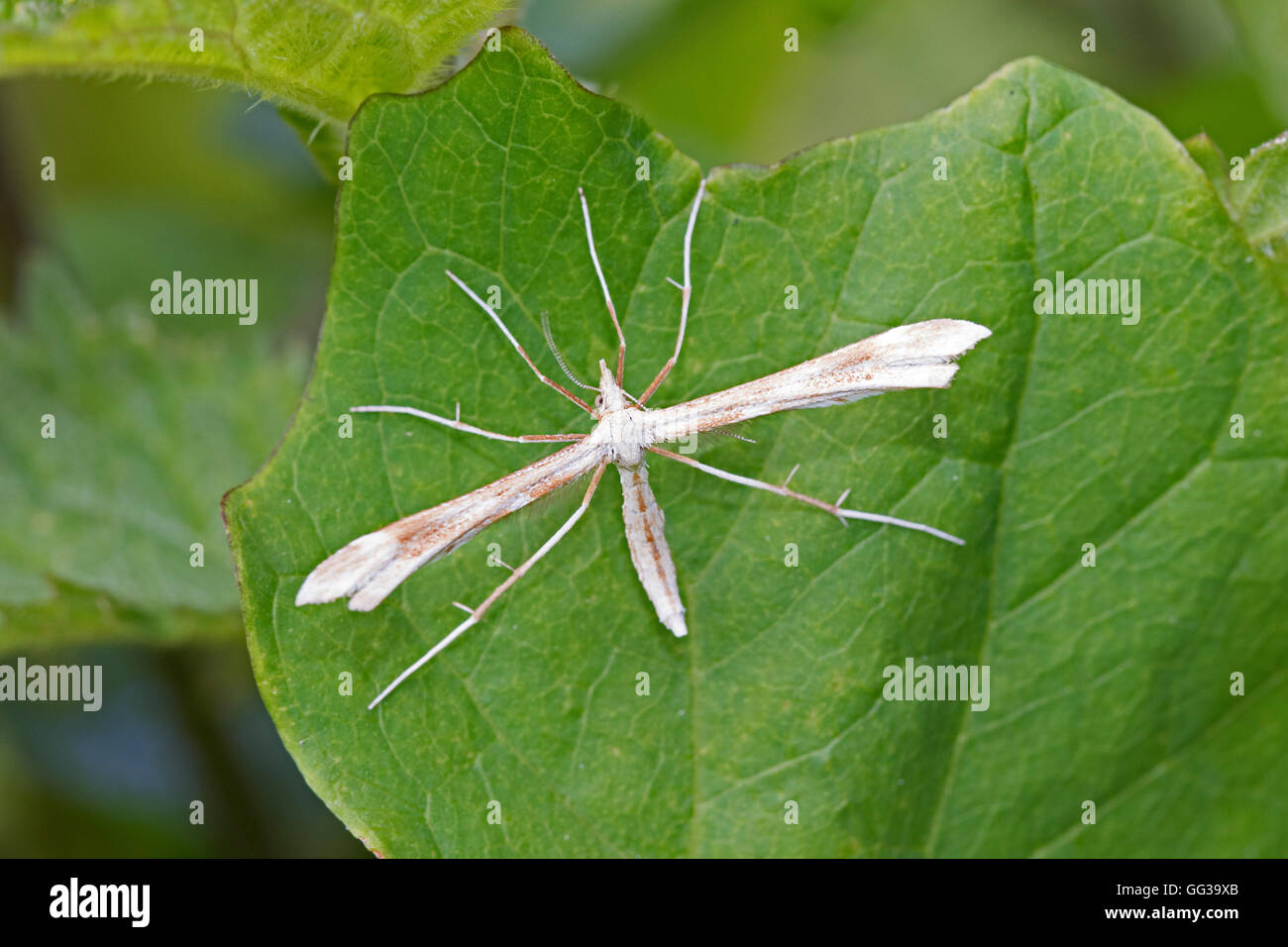 Common or Morning Glory Plume Moth Stock Photo - Alamy