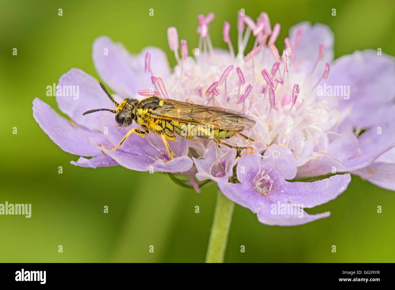 Tenthredo hi-res stock photography and images - Alamy