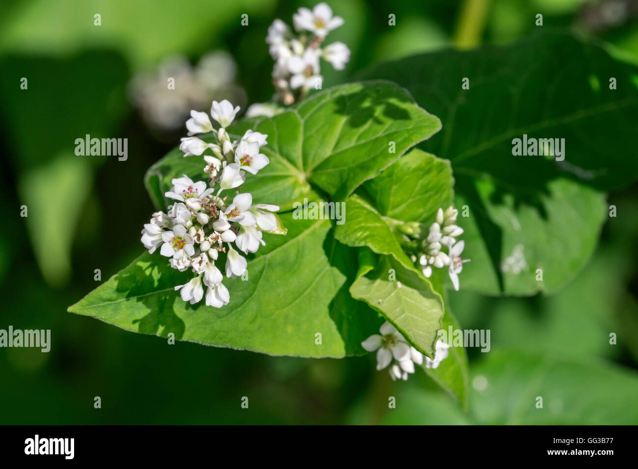 Buckwheat (Fagopyrum esculentum) in flower in summer Stock Photo - Alamy