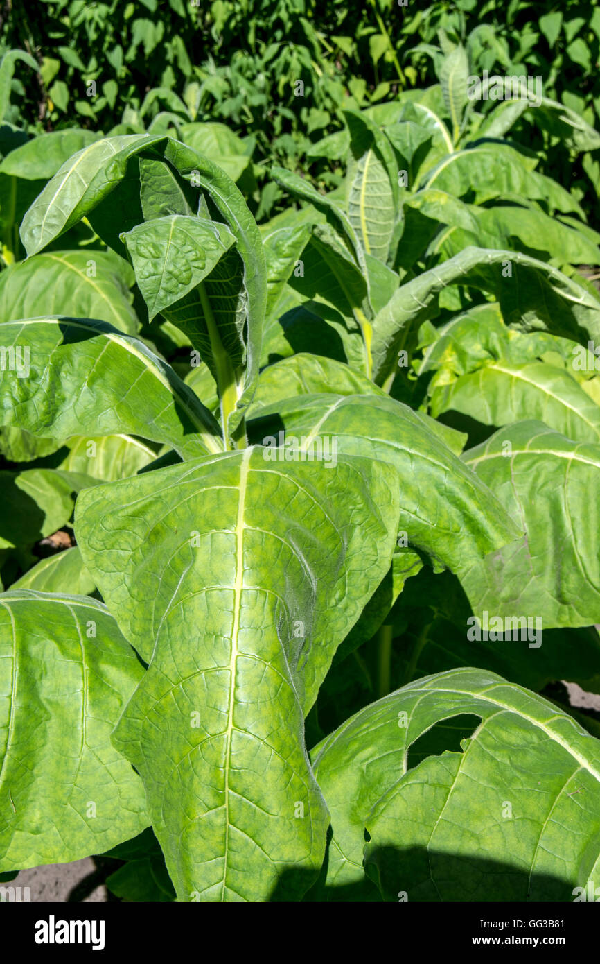 Aztec tobacco / wild tobacco (Nicotiana rustica) plants in field Stock ...