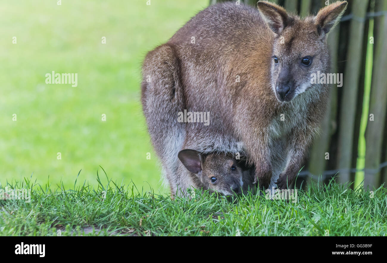 Little pouch hi-res stock photography and images - Alamy