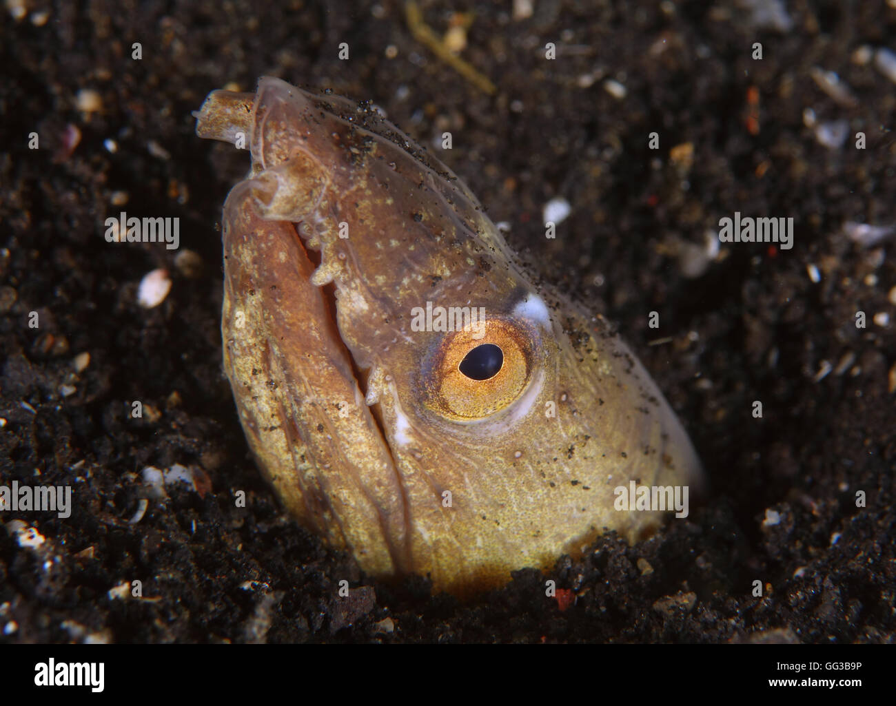 Snake eel - underwater predator hiding in the sand waiting for its prey ...