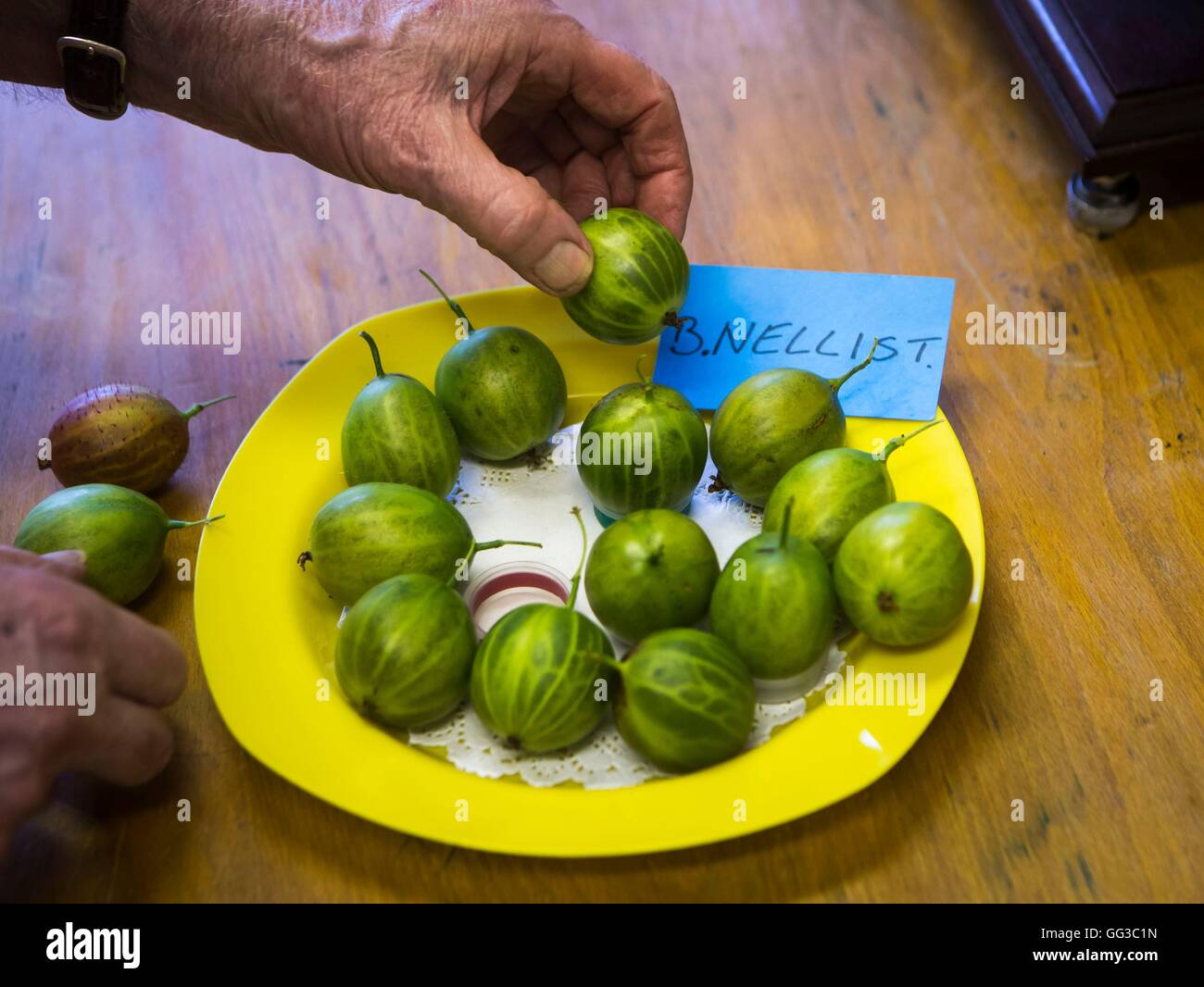 A plate of gooseberries on display during the annual show organised by ...