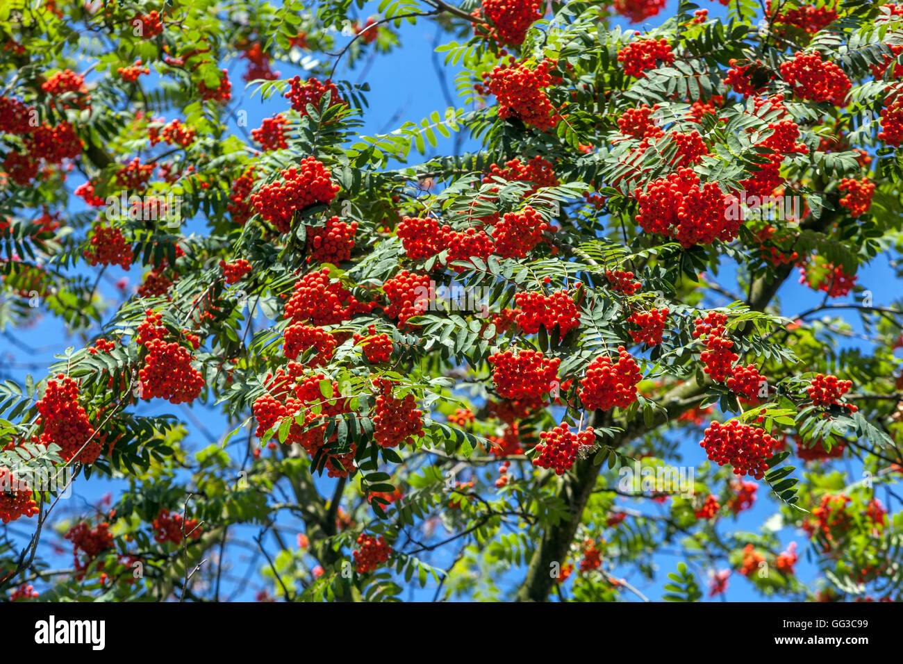 Sorbus Aucuparia Autumn Stock Photos & Sorbus Aucuparia Autumn Stock ...