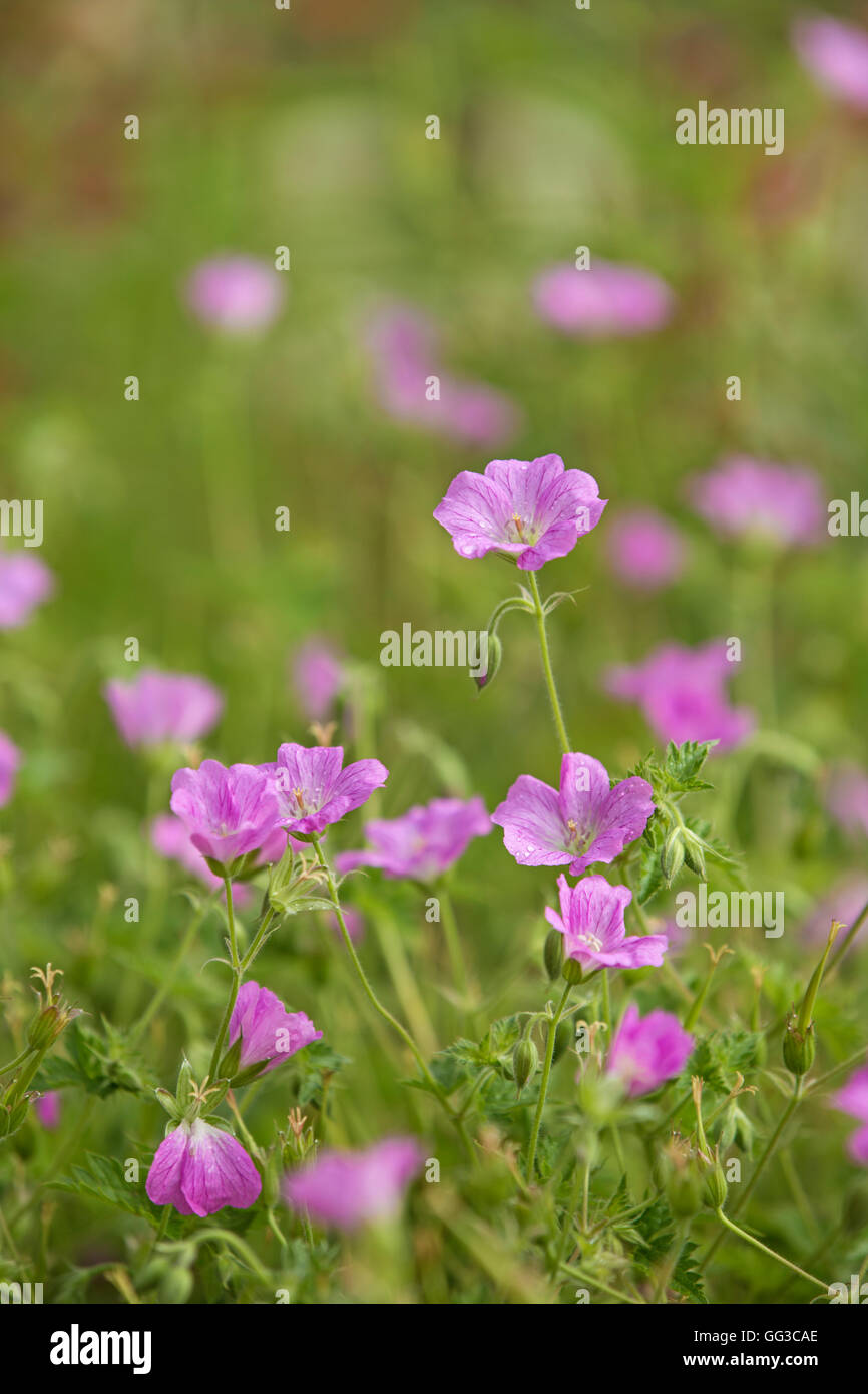 Pink ground flowers hi-res stock photography and images - Alamy
