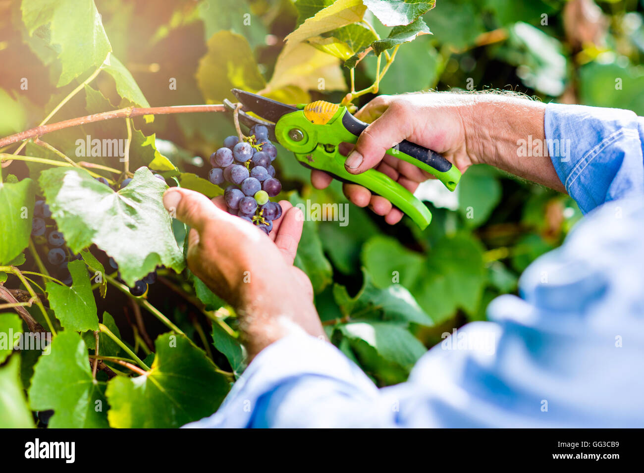 Woman cutting grape scissors hi-res stock photography and images - Alamy