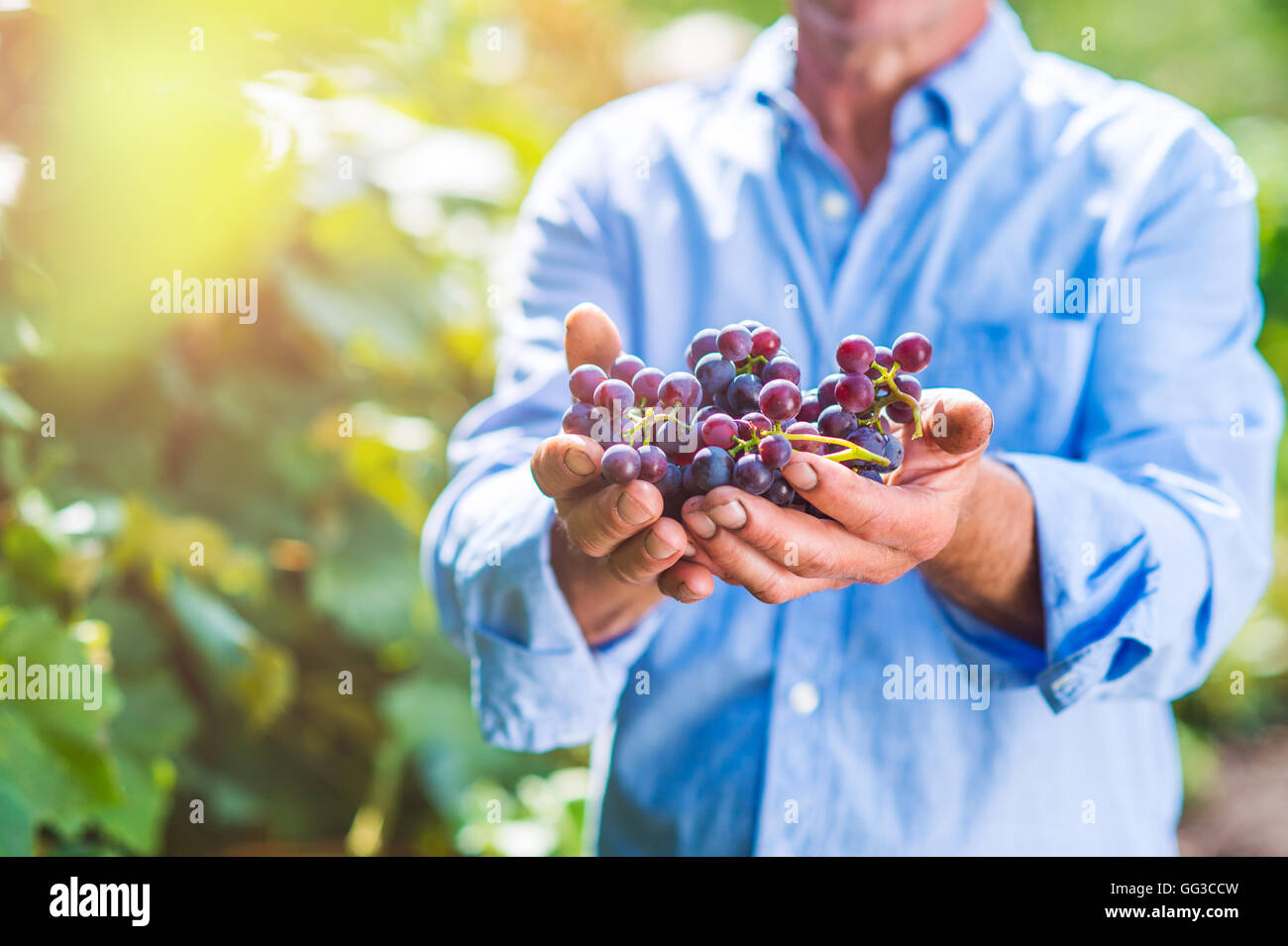 Man vineyard harvesting hi-res stock photography and images - Alamy